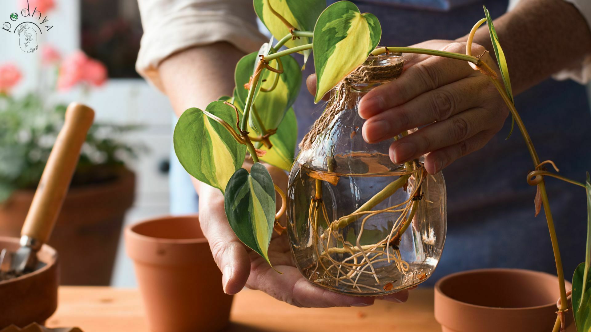 How to Propagate Pothos - Tips and Tricks Inside! - podhya.com