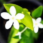 How to Grow Jai Jui Flower | Jasmine Auriculatum Care - podhya.com