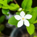 How to Grow Jai Jui Flower | Jasmine Auriculatum Care - podhya.com