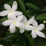 How to Grow Jai Jui Flower | Jasmine Auriculatum Care - podhya.com