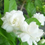 How to Grow Jai Jui Flower | Jasmine Auriculatum Care - podhya.com