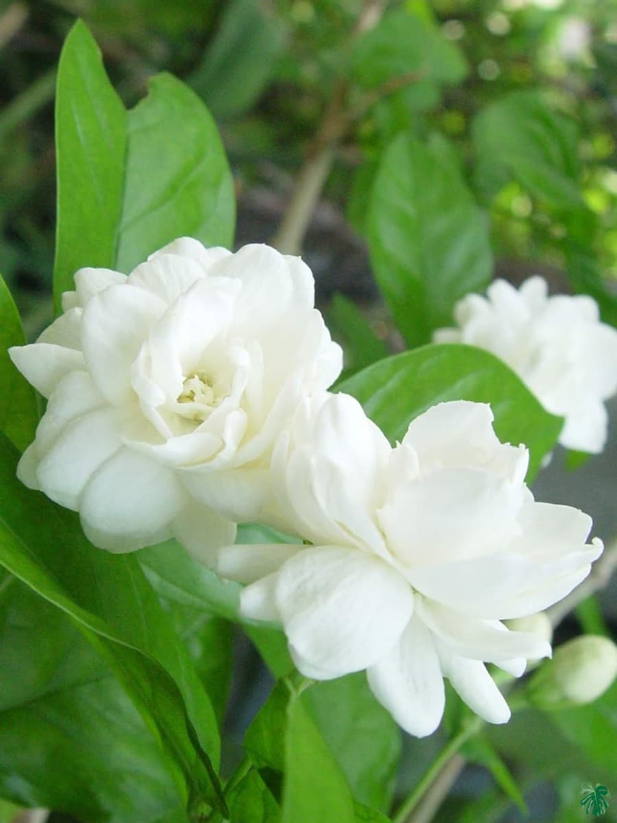How to Grow Jai Jui Flower | Jasmine Auriculatum Care - podhya.com